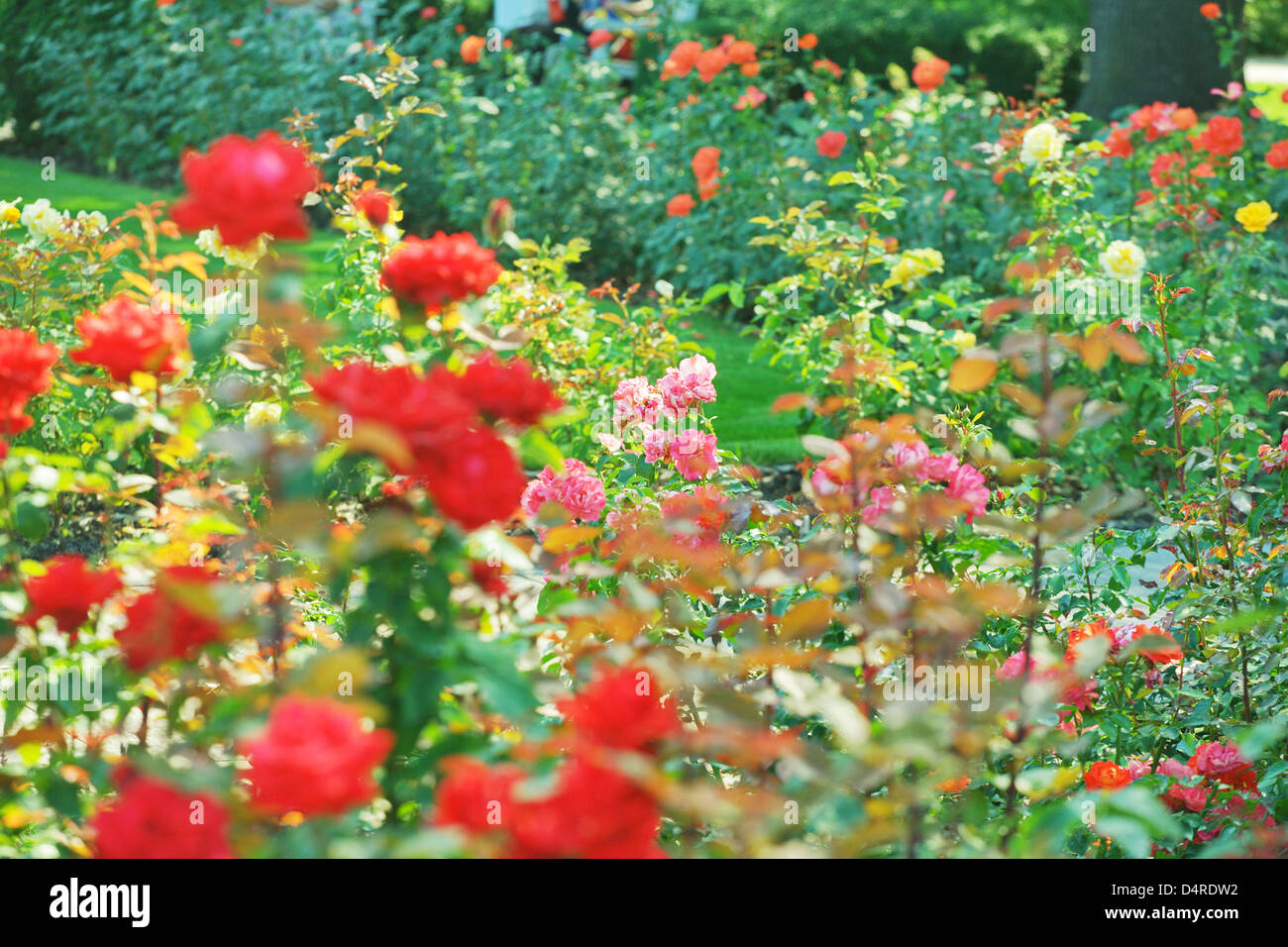 The rose garden with different kinds of roses pictured in the ...