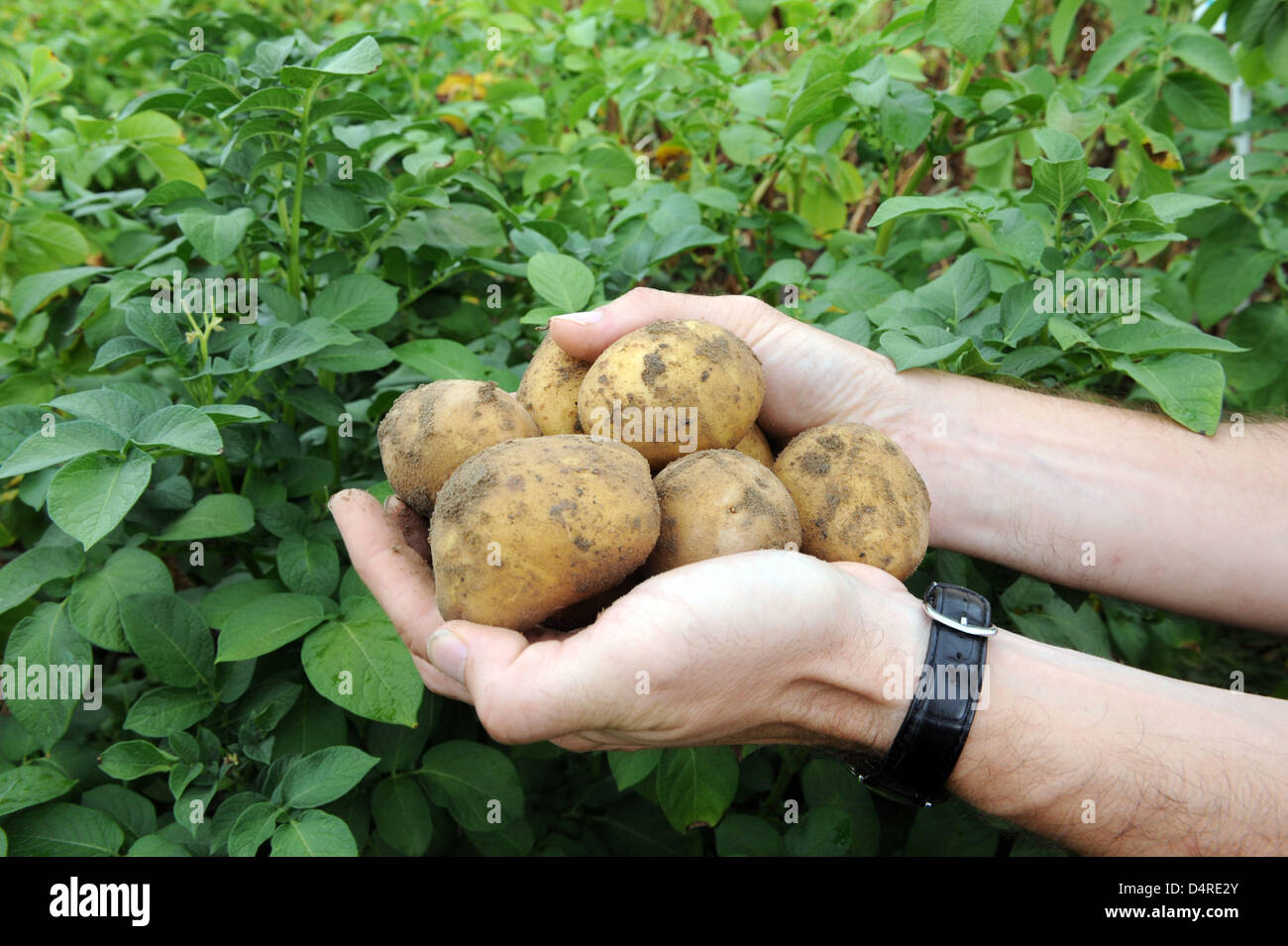 Gm potato blight hi-res stock photography and images - Alamy