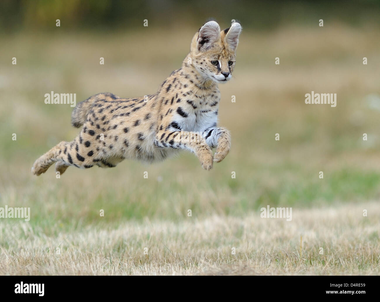 Six-months-old Serval ?Asabi? (lat.: Leptailurus serval) jumps around ...