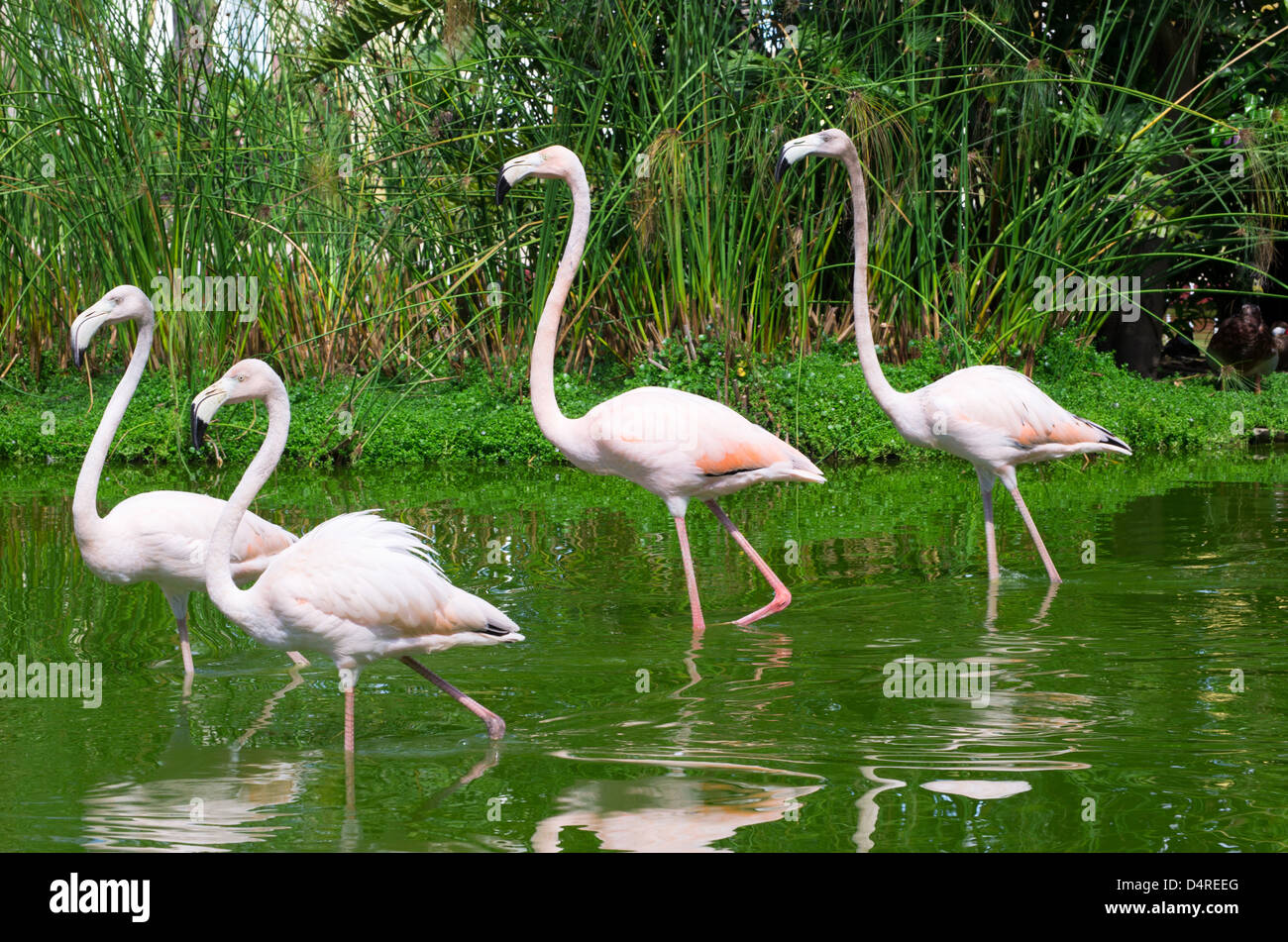Greater and lesser flamingos hi-res stock photography and images - Alamy
