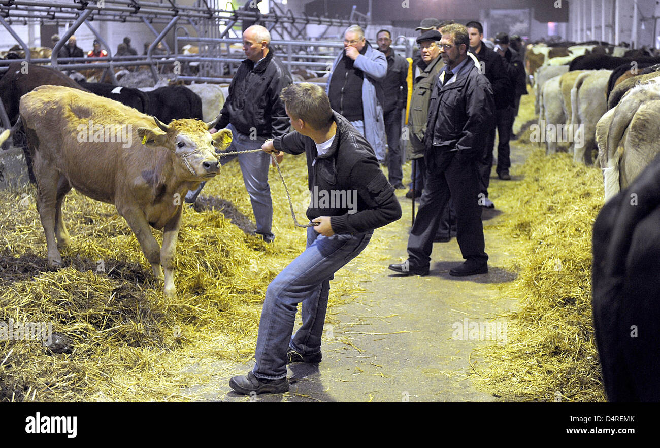 A young cow is pulled to be sold by a cattle trader at the cattle ...