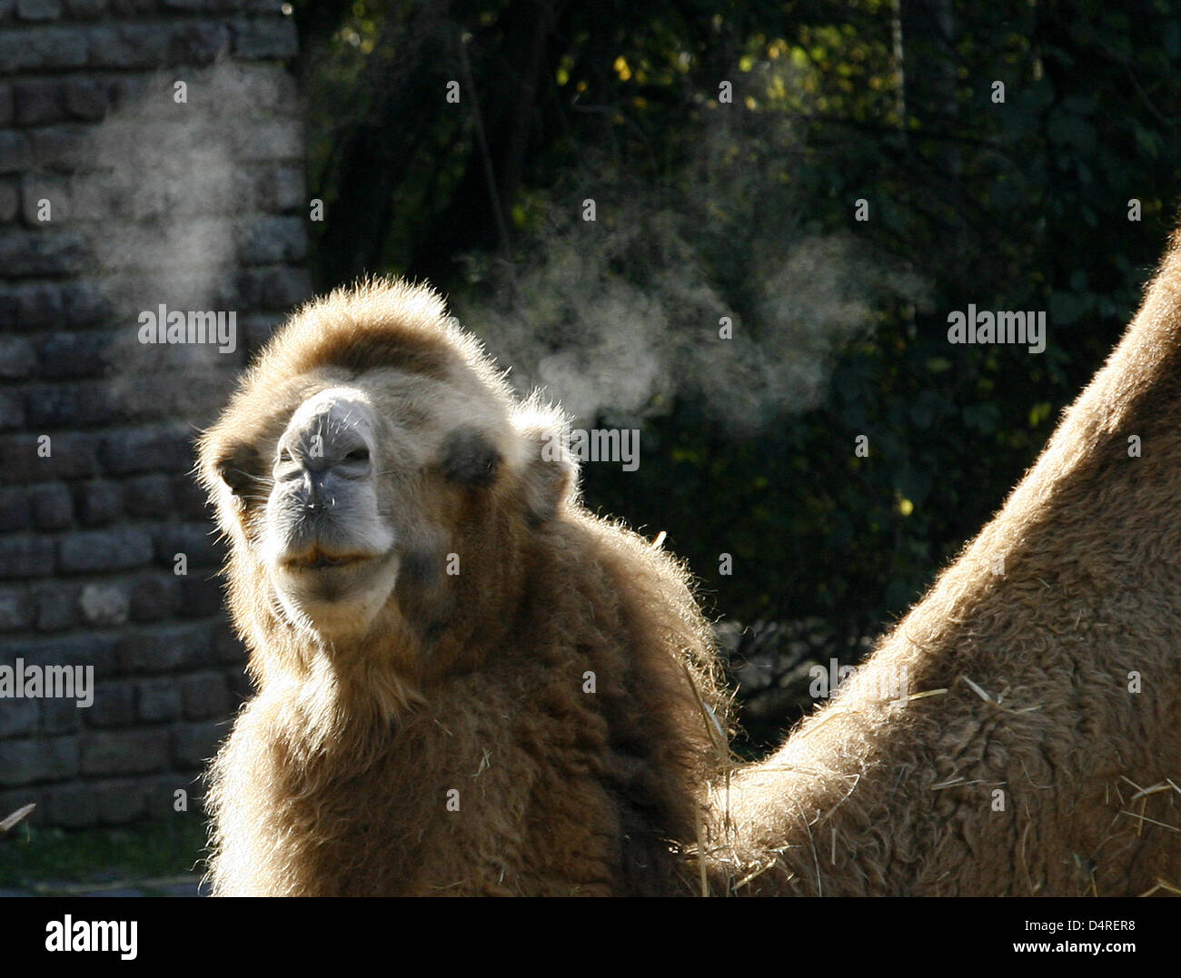 The breath of a camel steams in the cold air in the zoo in Krefeld ...
