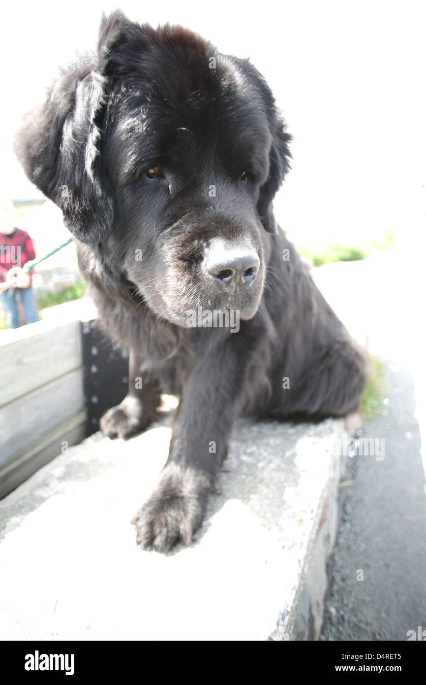 The Newfoundland is a large breed dog shown here on SIgnal Hill St ...