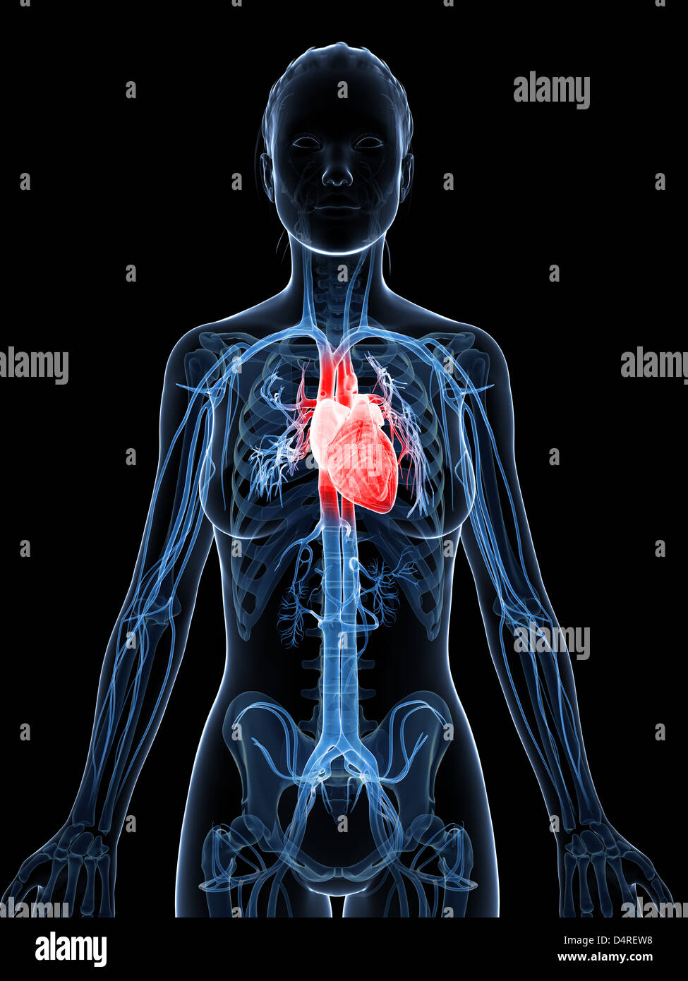 Highlighted female heart Stock Photo - Alamy