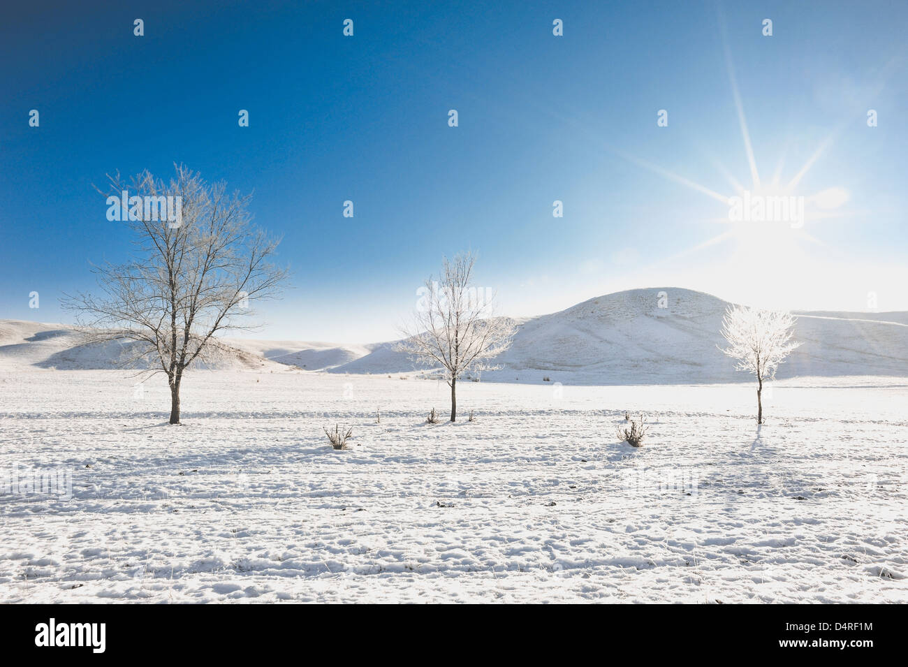 Trees in a row hi-res stock photography and images - Alamy