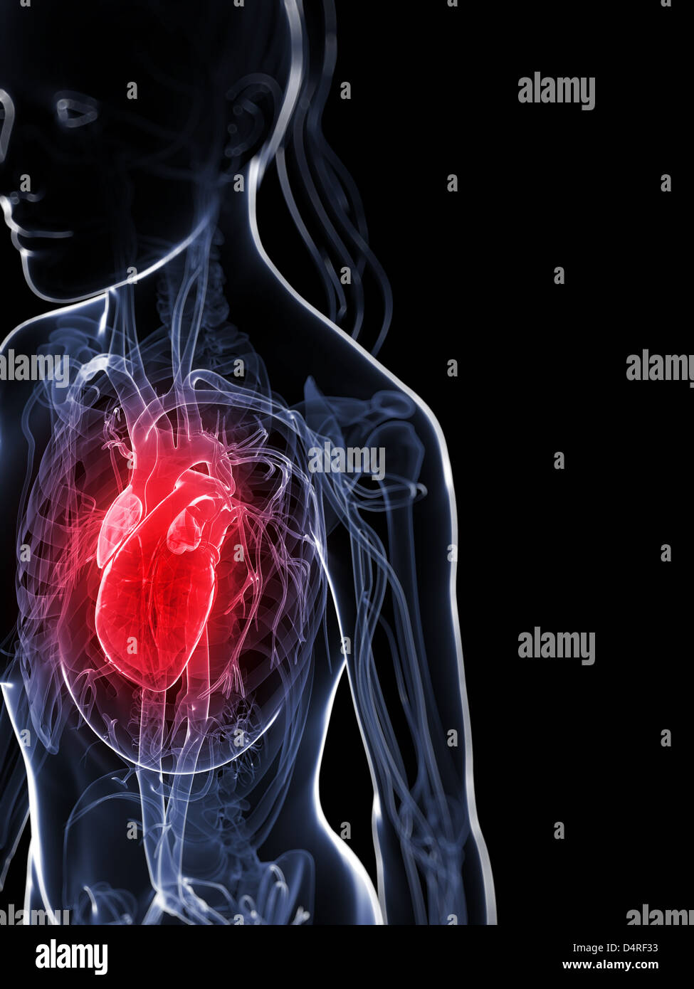 Highlighted female heart Stock Photo - Alamy