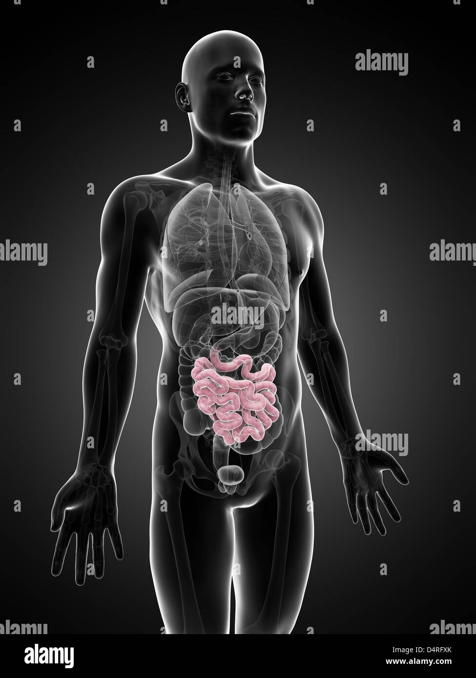 Human small intestine Stock Photo - Alamy