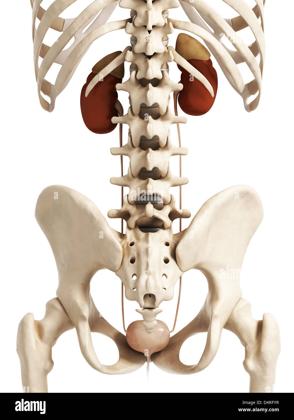 Human urinary system Stock Photo - Alamy