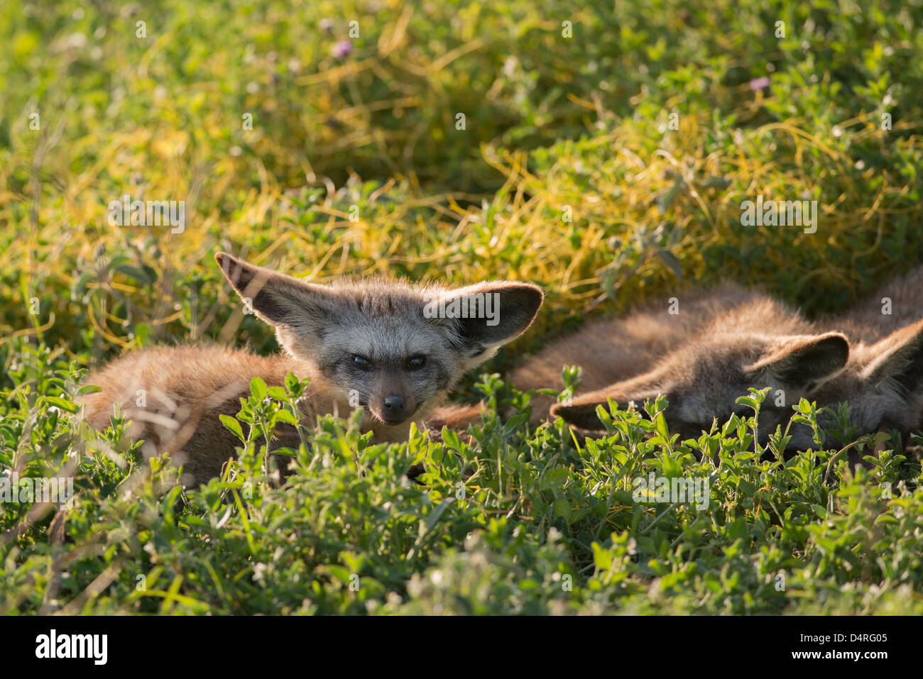 African savanna fox hi-res stock photography and images - Alamy
