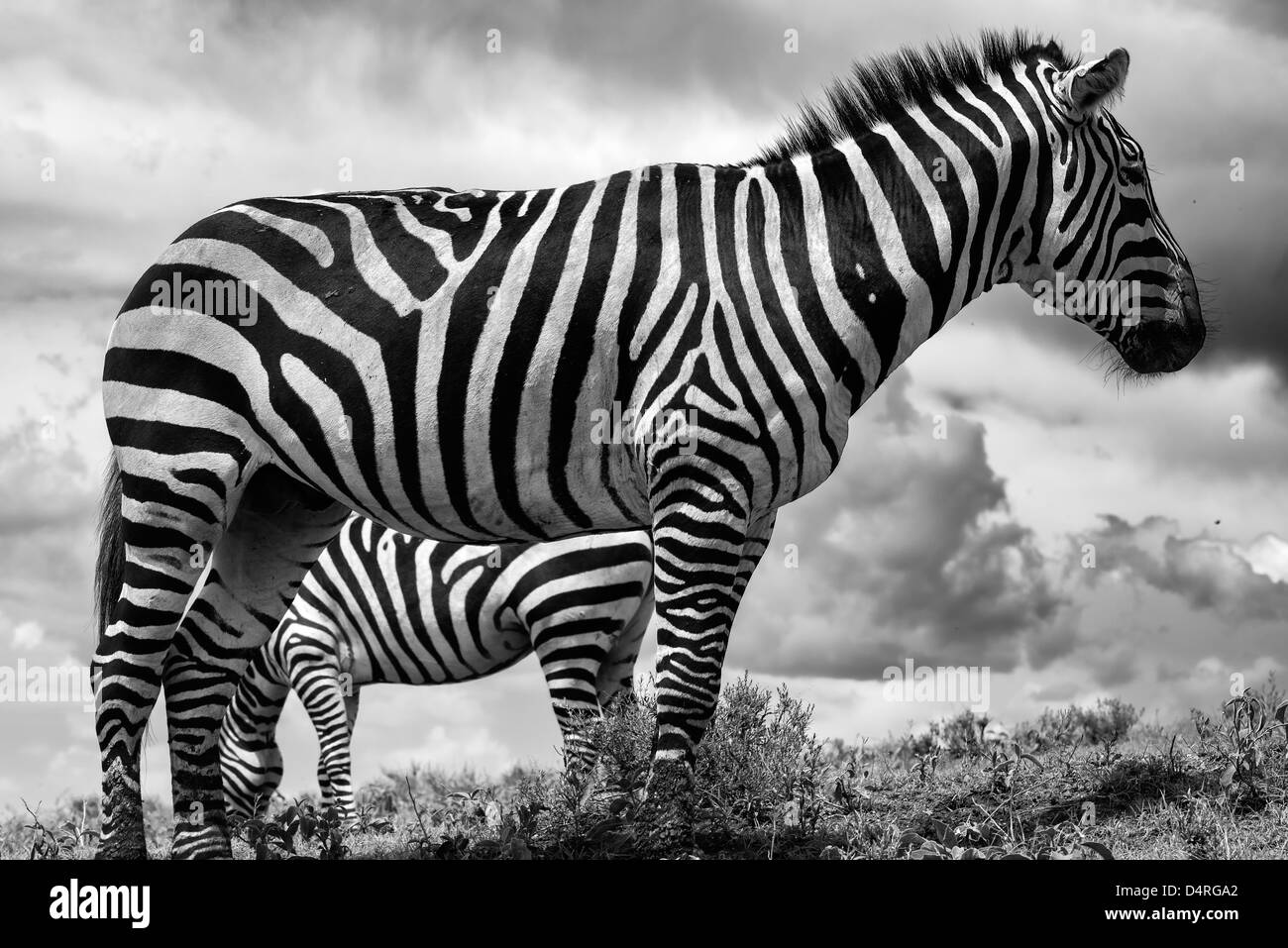 Zebras zebra Black and White Stock Photos & Images - Alamy