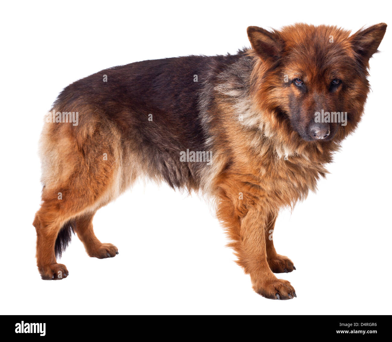 portrait of german sheperd long fur on white Stock Photo - Alamy