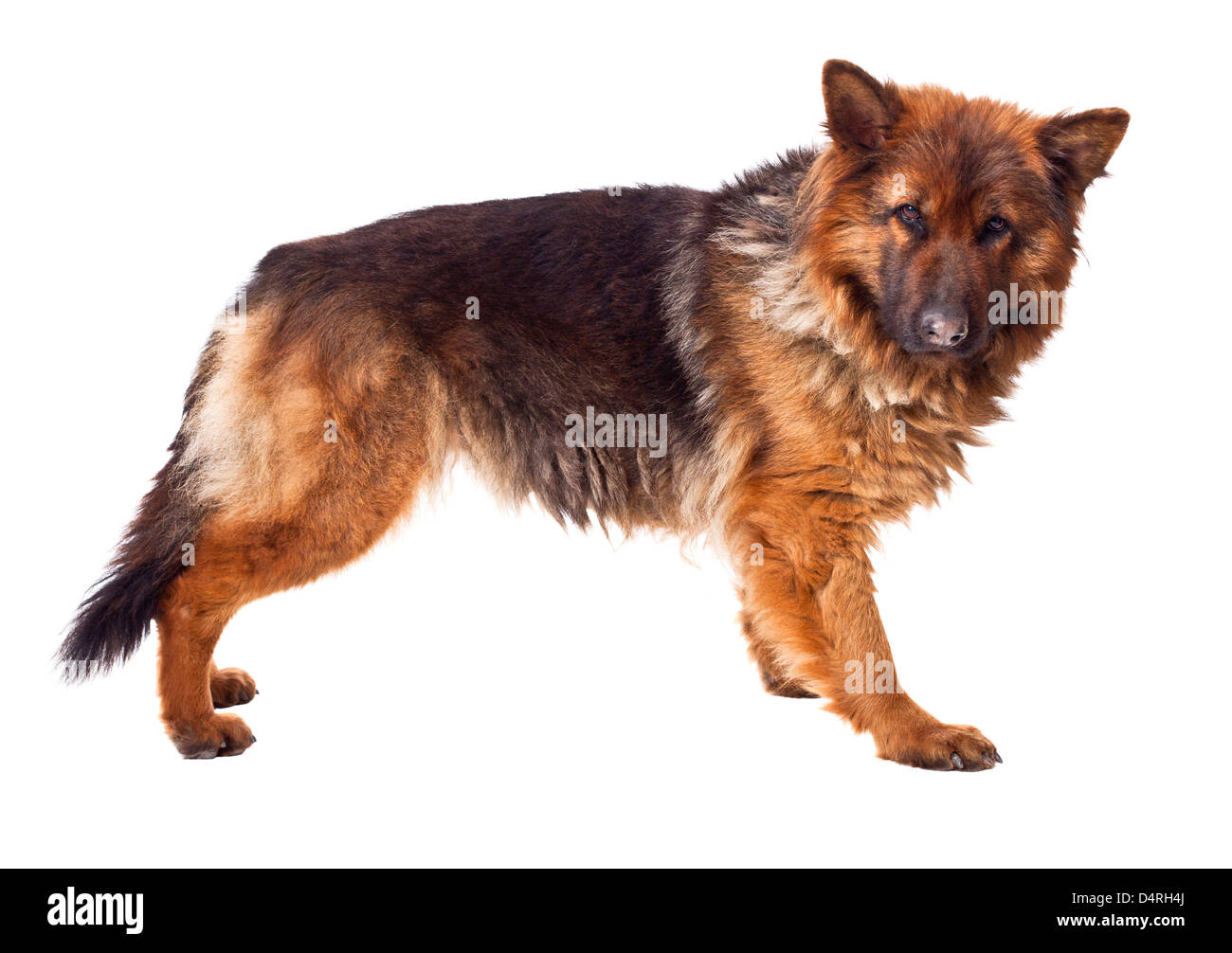 White german sheppard Cut Out Stock Images & Pictures - Alamy