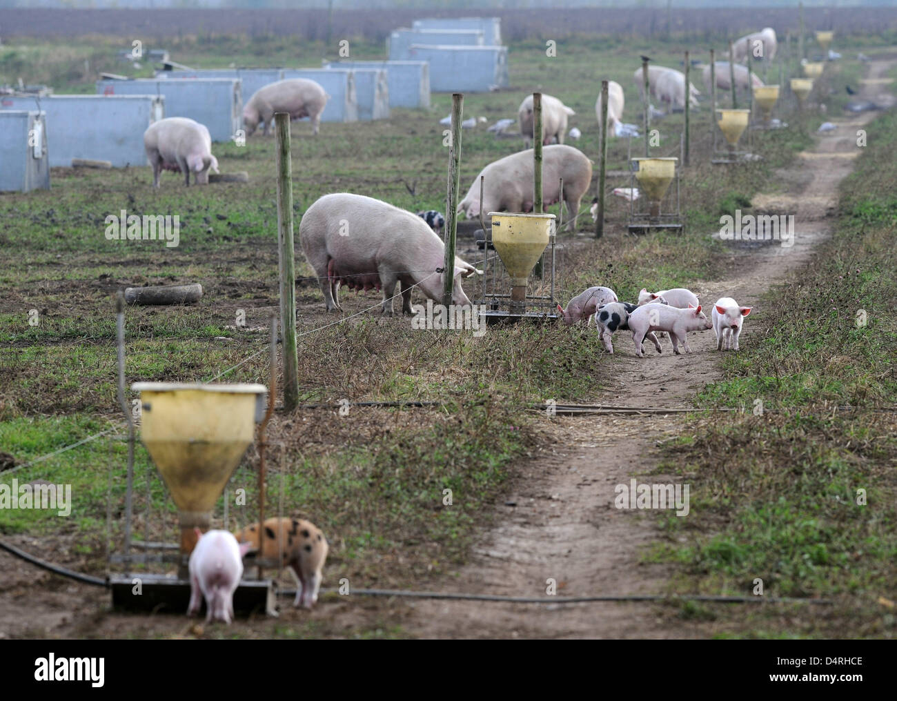 Free range shows hi-res stock photography and images - Alamy