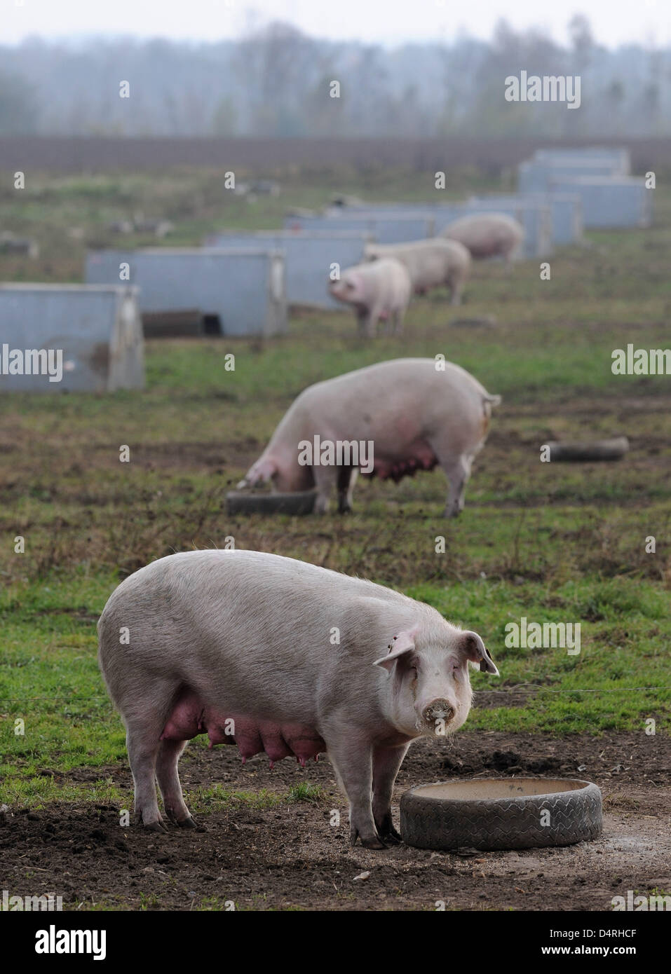 The picture shows free range pigs near Dorum, Germany, 21 October 2009 ...