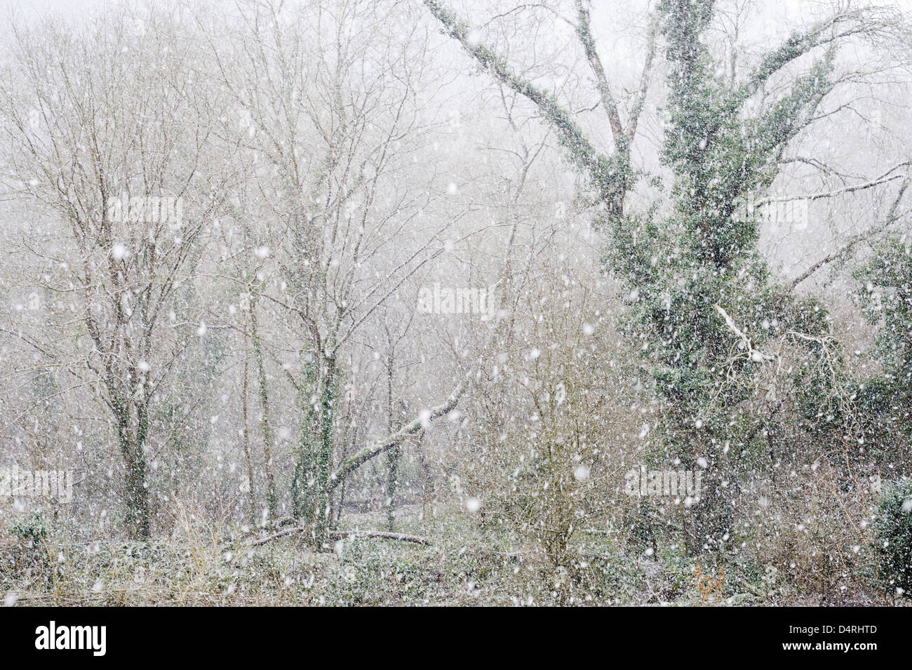Snow falling in woodland, Wales Stock Photo - Alamy