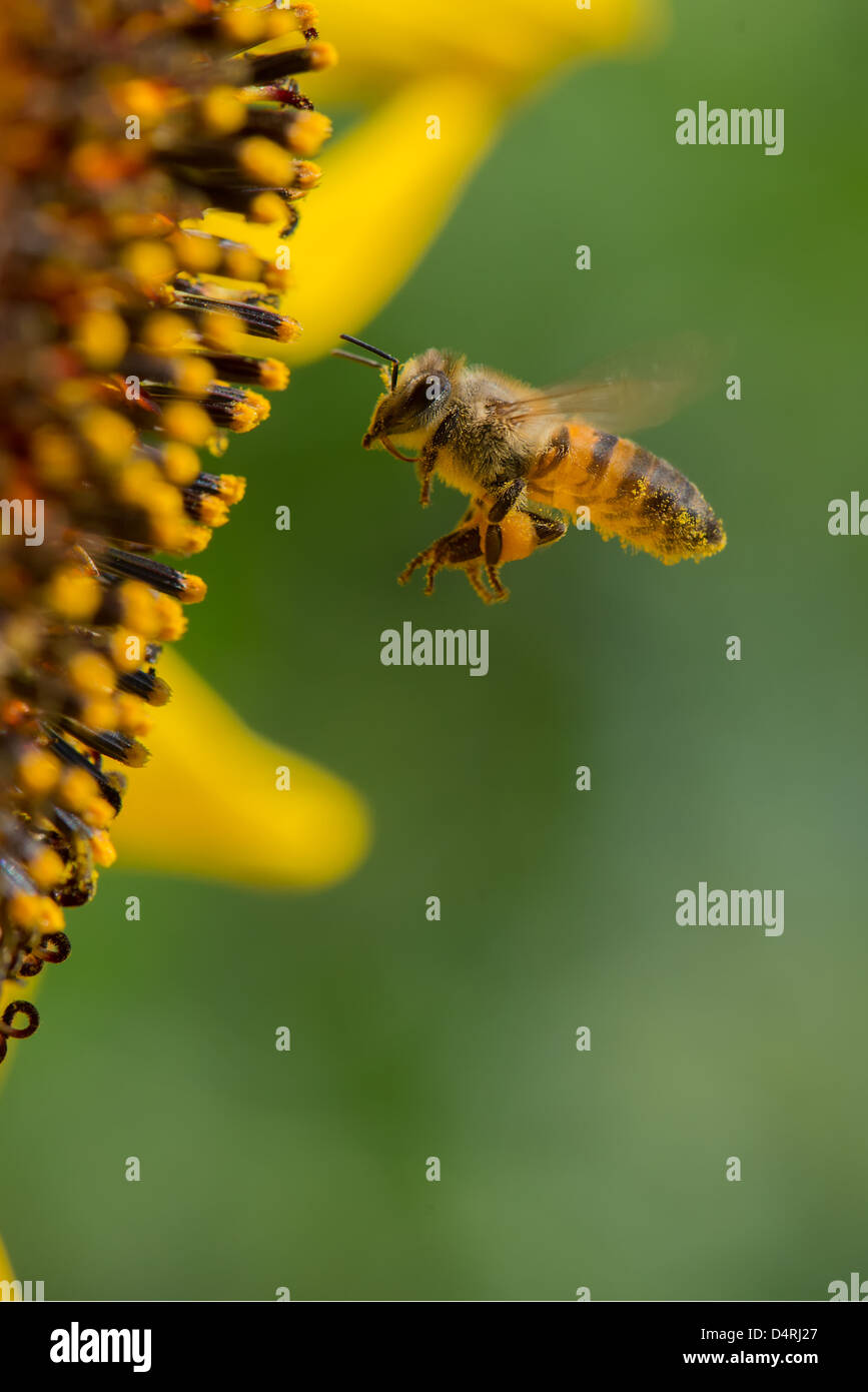 Honey bee in flight Stock Photo - Alamy