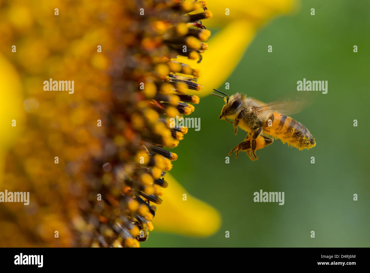 Honey bee in flight Stock Photo - Alamy