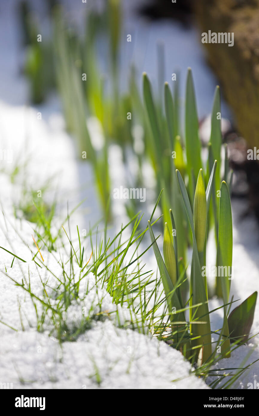 Flowers growing through snow hi-res stock photography and images - Alamy