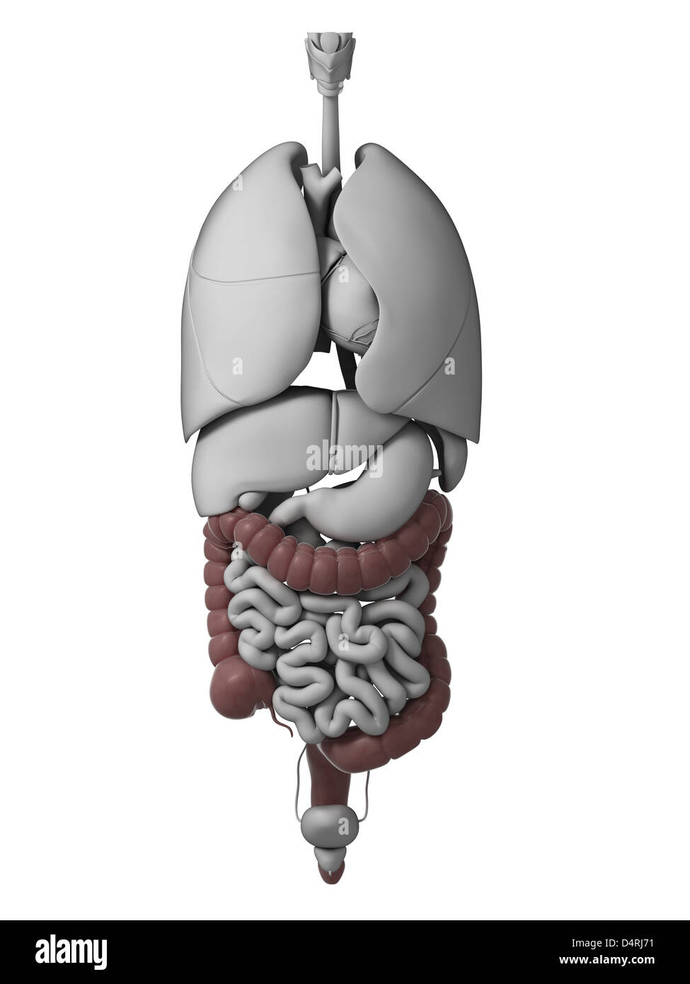 Human body organs diagram hi-res stock photography and images - Alamy