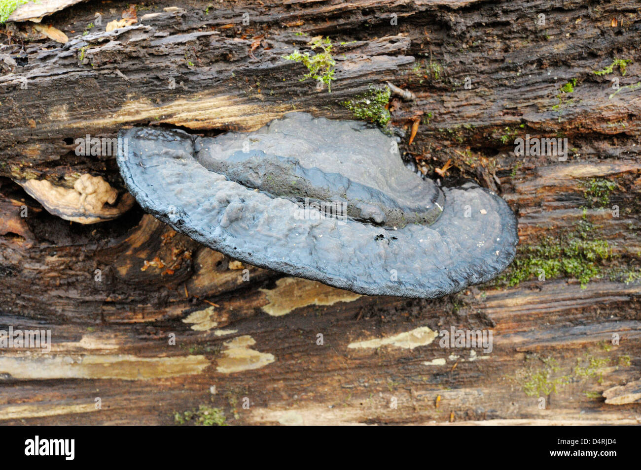 Phellinus igniarius bracket fungus, Wales Stock Photo - Alamy