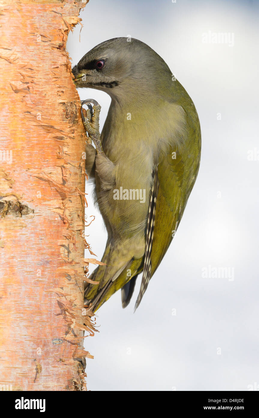 Grauspecht, Weibchen (Picus canus) Grey-headed Woodpecker, female ...