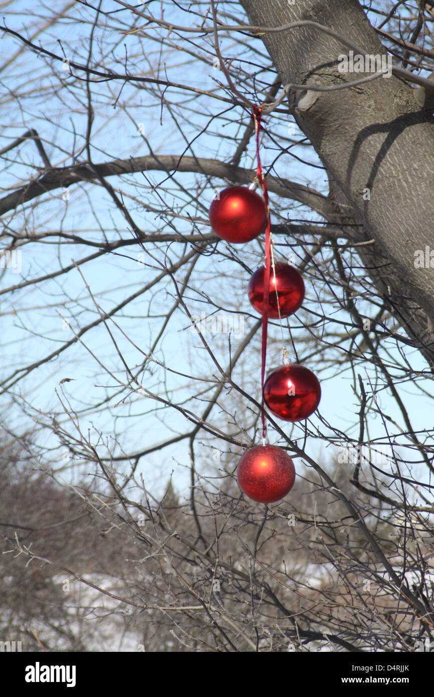 Four big red ornamental bulbs hanging from an outdoor tree, against a ...