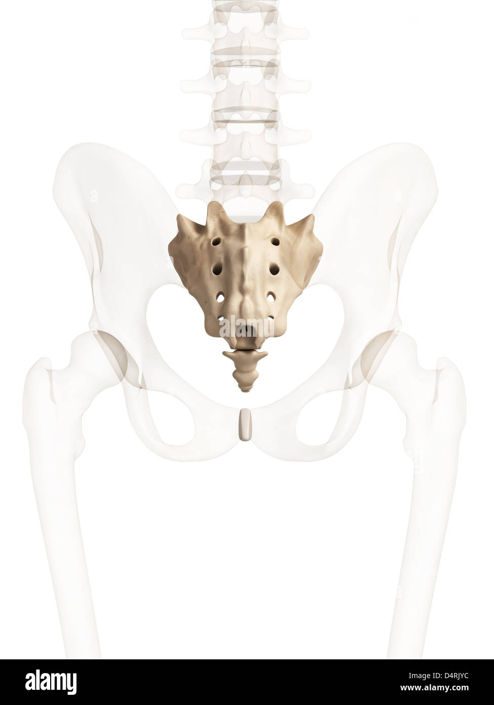 Human skeleton bone 3d hi-res stock photography and images - Alamy