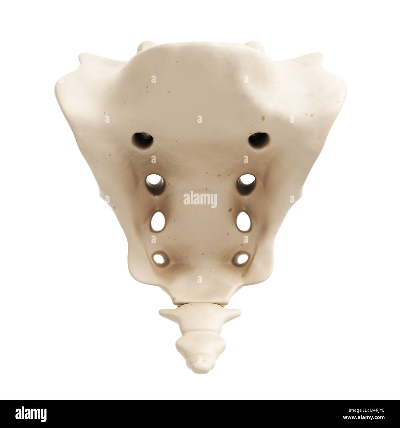 Human vertebra hi-res stock photography and images - Alamy