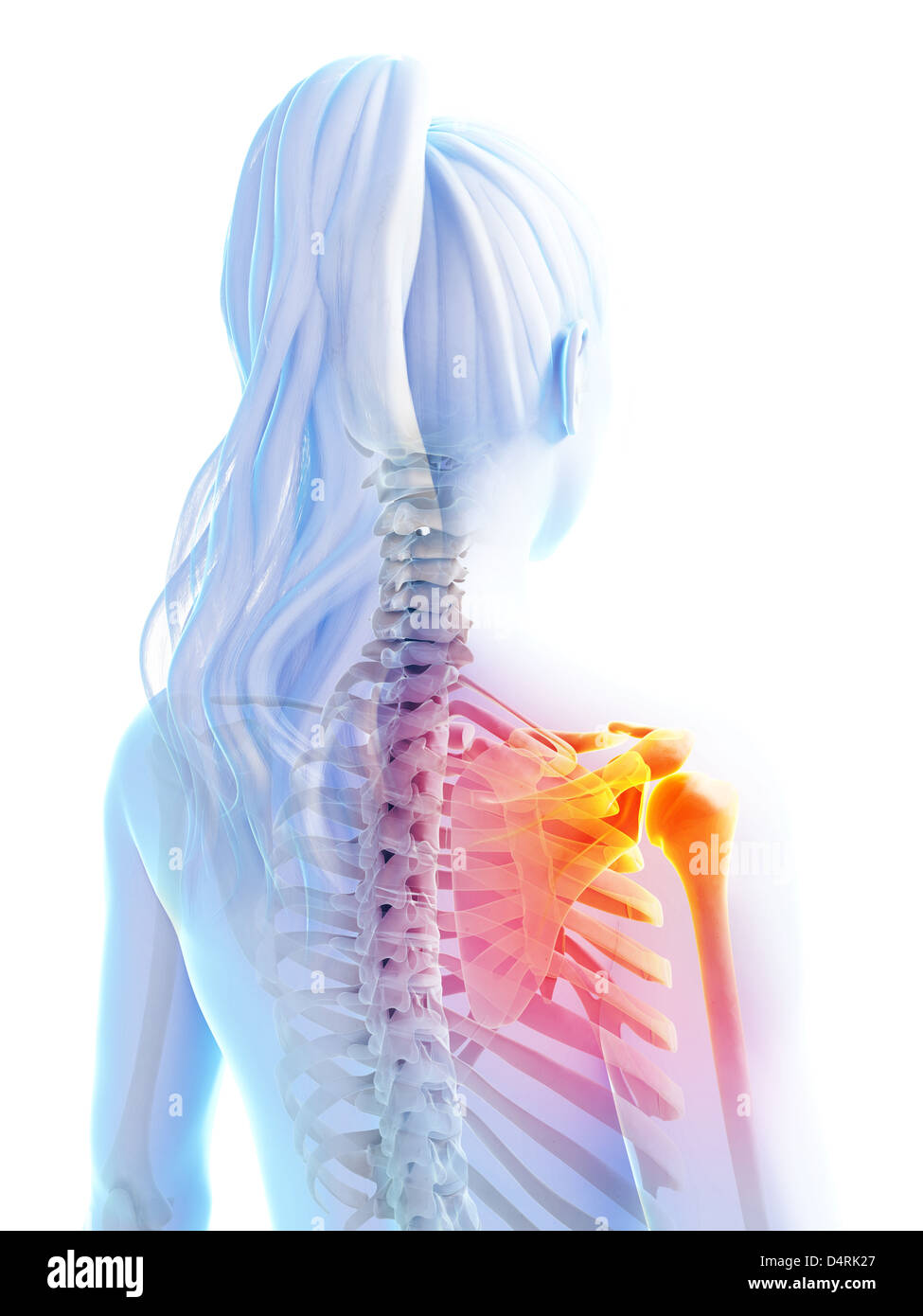 Highlighted shoulder joint Stock Photo - Alamy