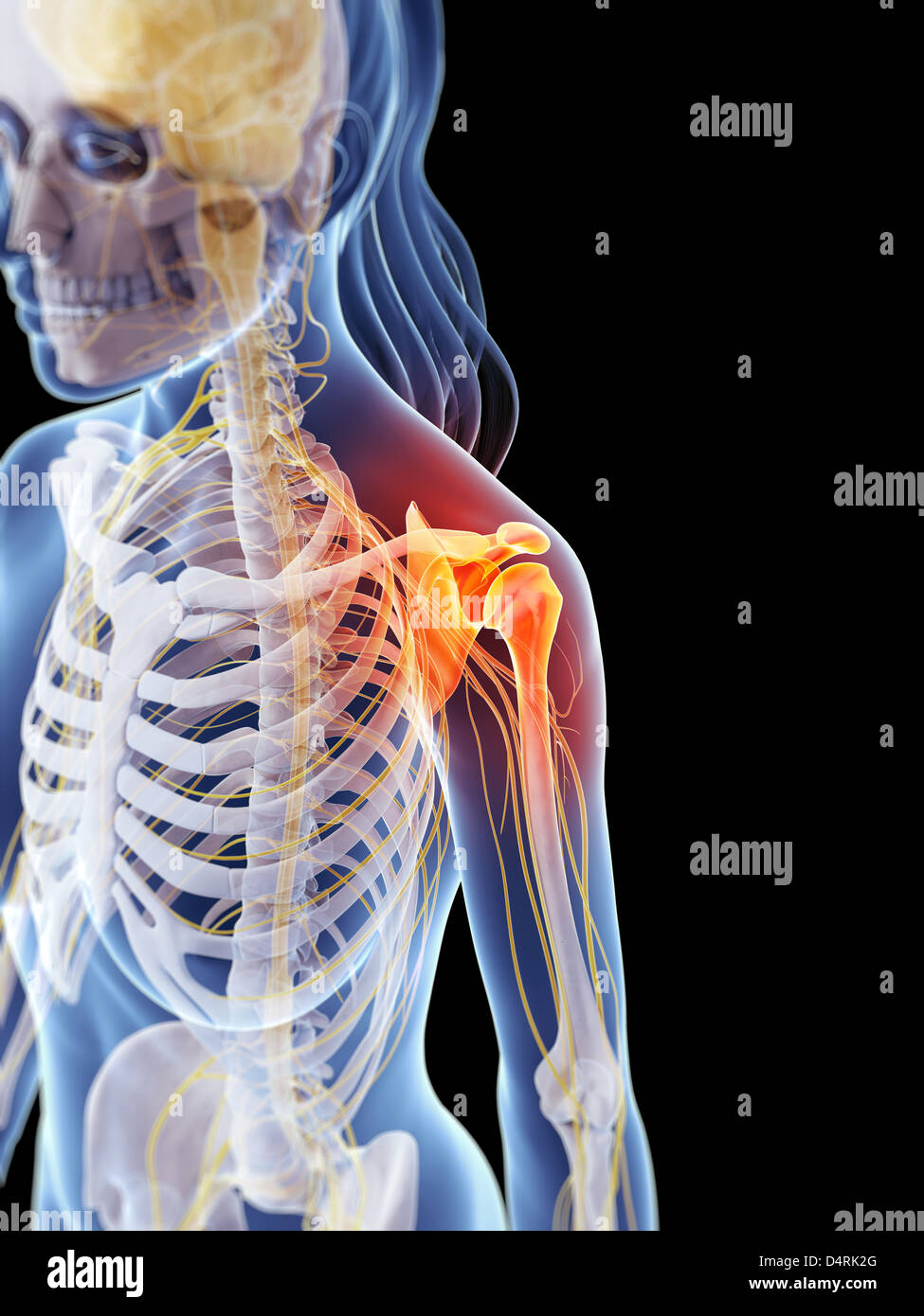 Highlighted shoulder joint Stock Photo - Alamy