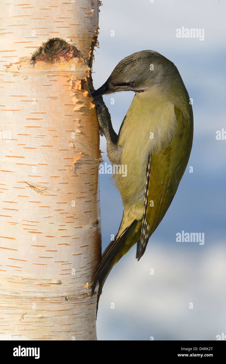 Grauspecht hi-res stock photography and images - Alamy