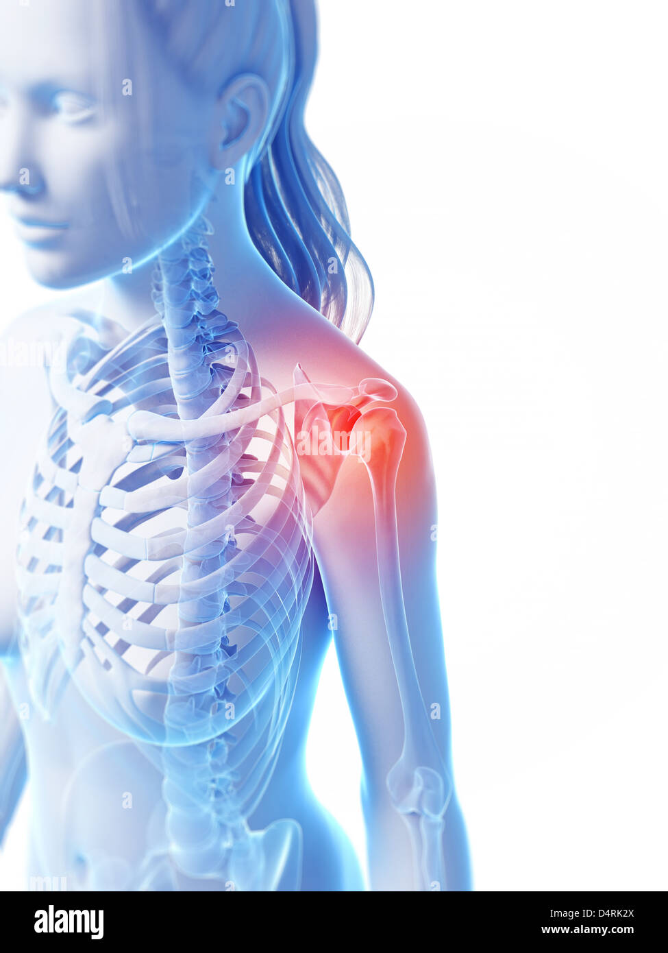 Shoulder joint anatomy hi-res stock photography and images - Alamy