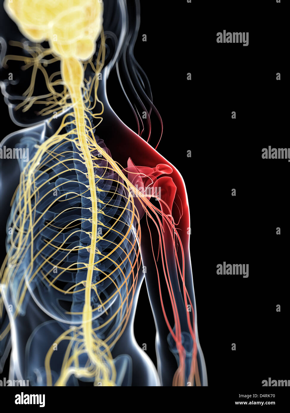 Highlighted shoulder joint Stock Photo - Alamy
