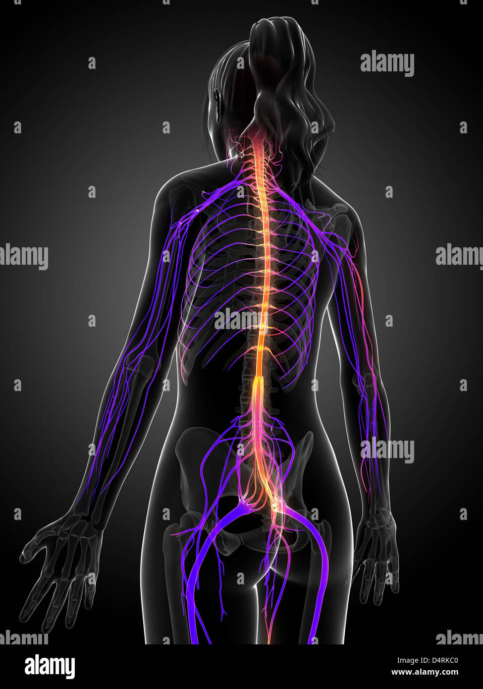 Nervous System Diagram Stock Photos & Nervous System Diagram Stock ...
