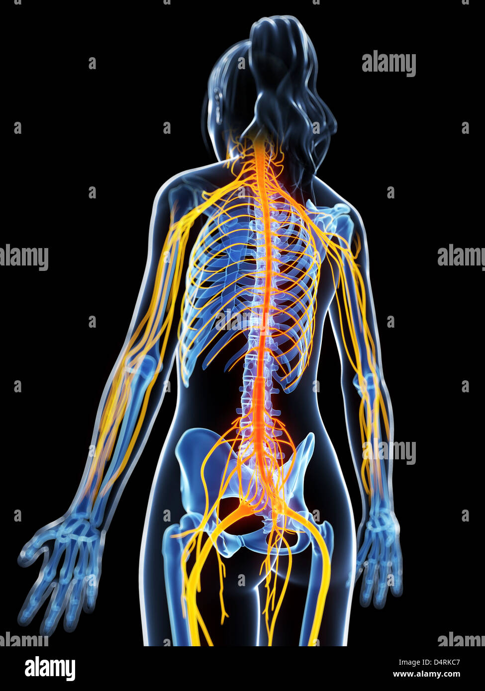 Female nervous system hi-res stock photography and images - Alamy