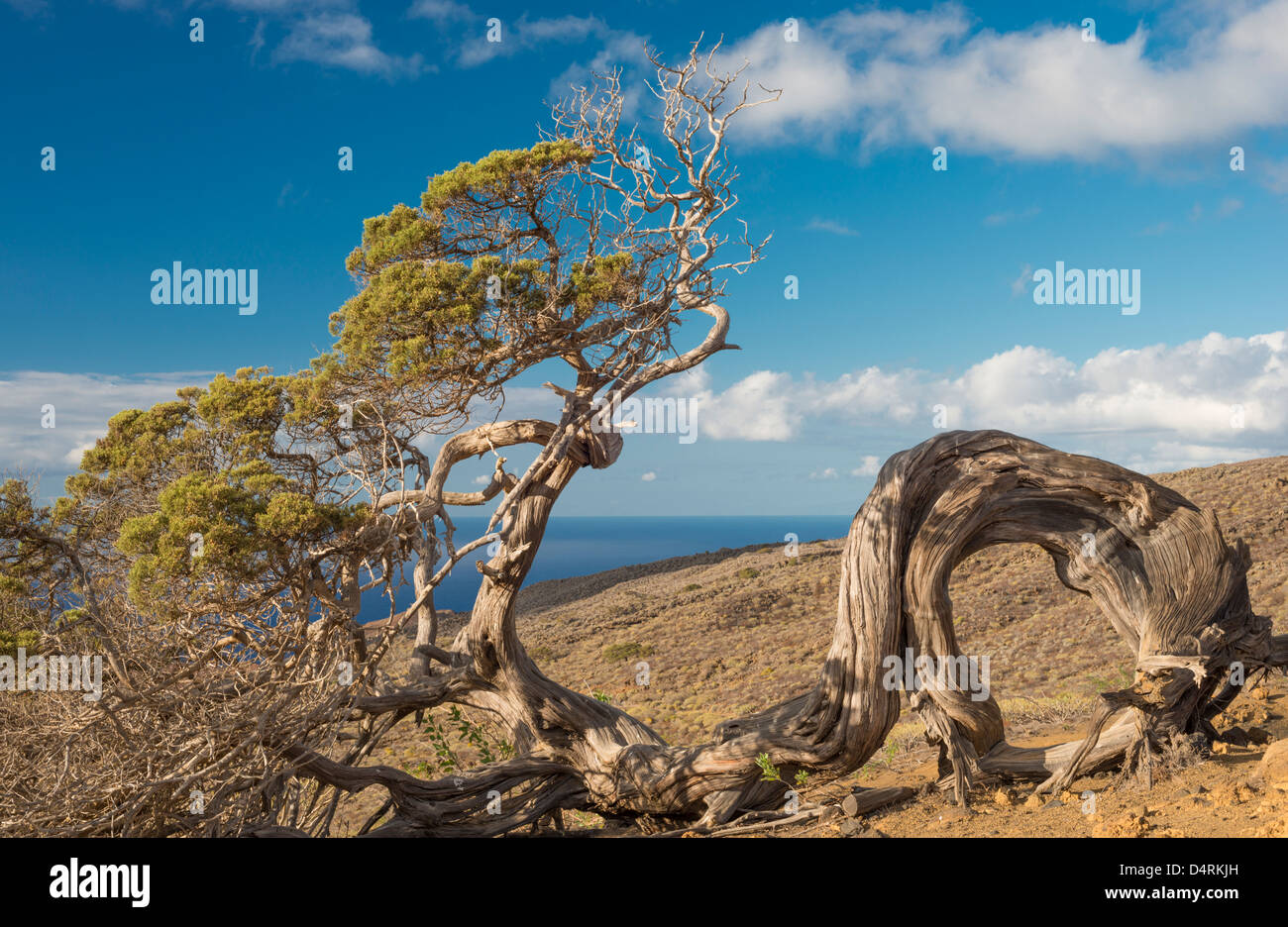 Ancient gnarled native juniper tree (Juniperus canariensis) at El ...