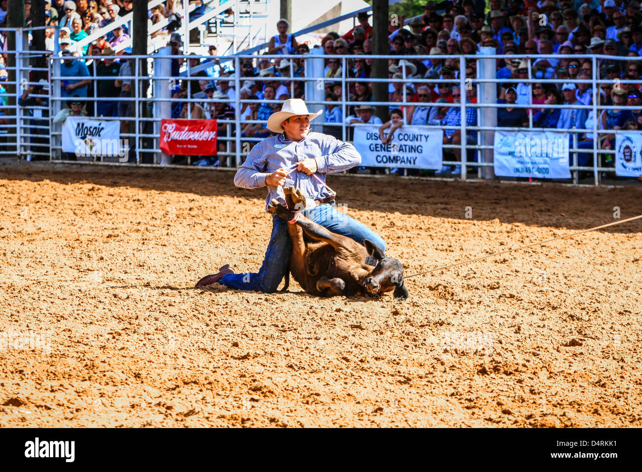 The Florida State 85th Rodeo Championships in Arcadia Stock Photo - Alamy