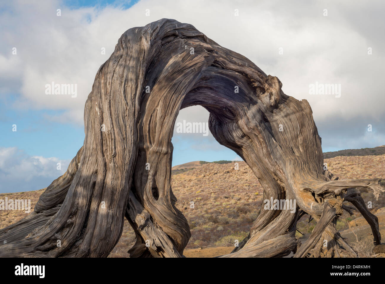 Sabina tree hi-res stock photography and images - Alamy