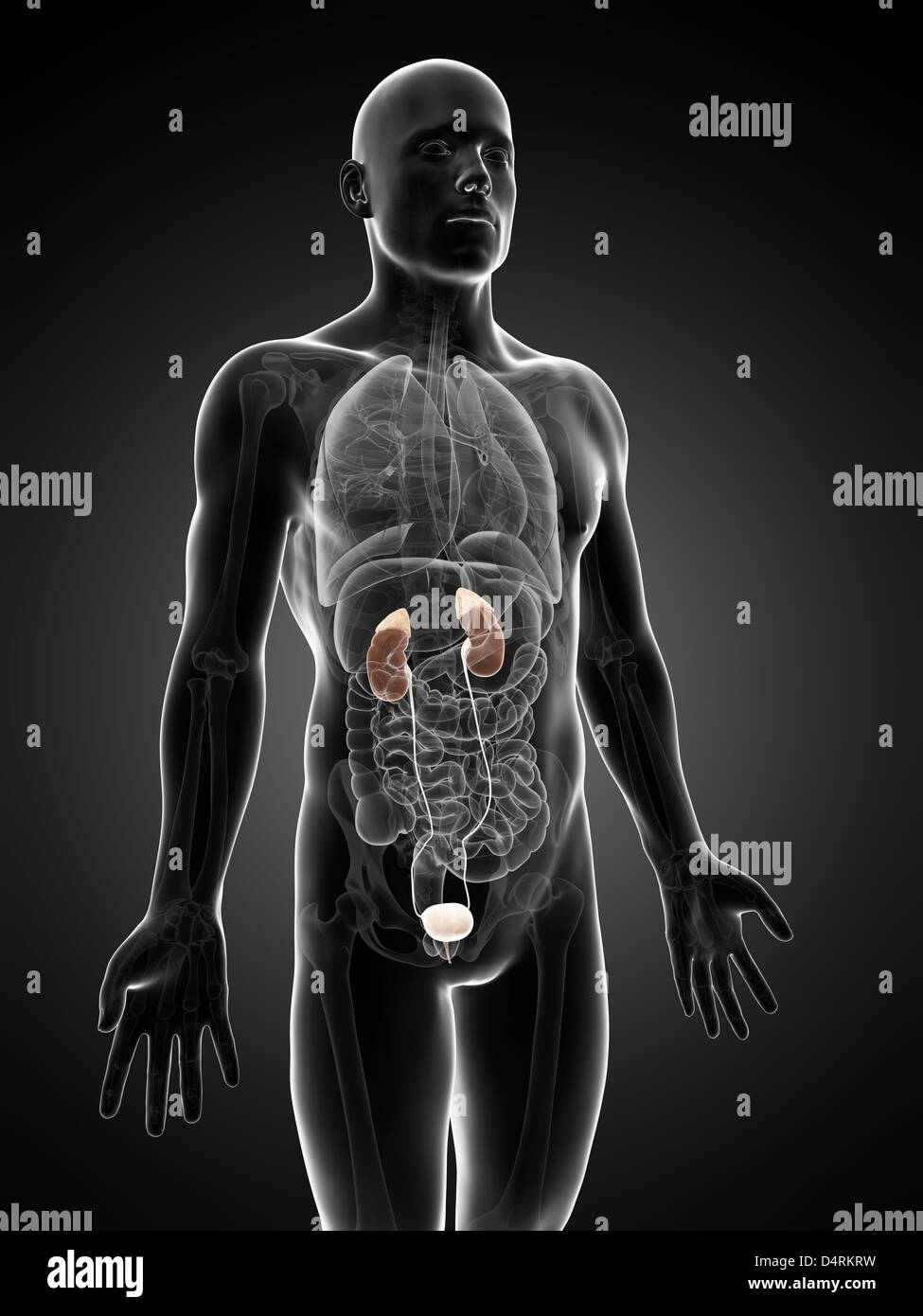 Healthy urinary system hi-res stock photography and images - Alamy