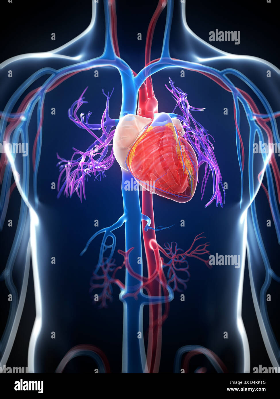 Human vascular system Stock Photo - Alamy