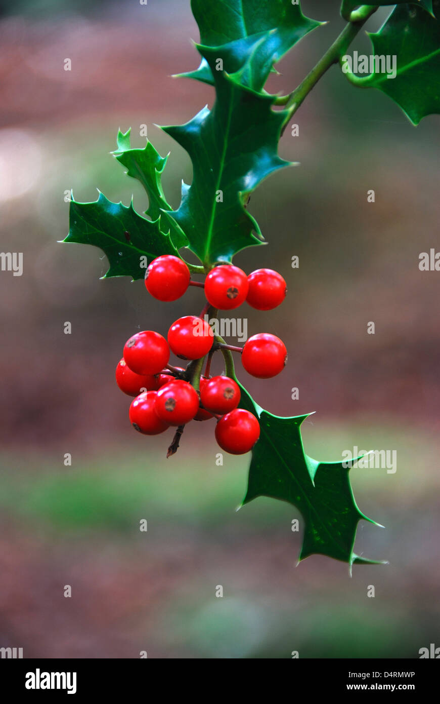 Sprig Of Holly High Resolution Stock Photography and Images - Alamy