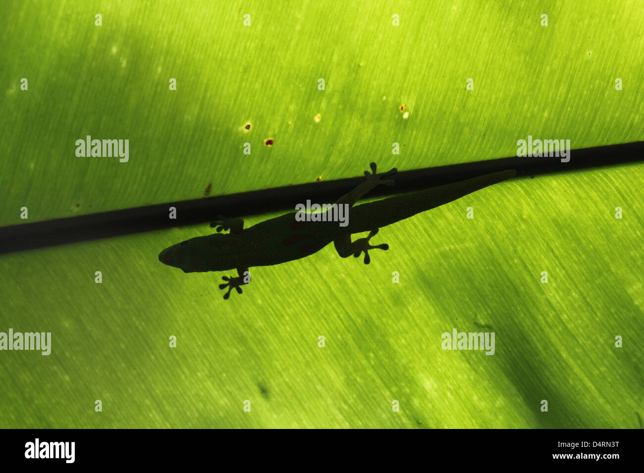 Gecko lizard silhouette on fern leaf Hawaii the Big Island r Stock ...