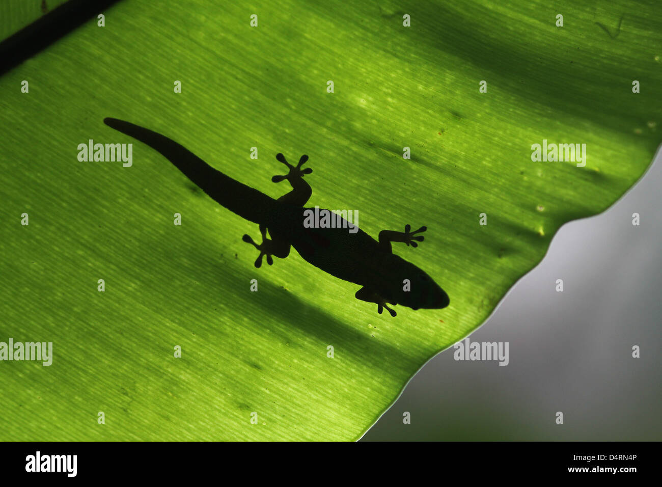 Gecko lizard silhouette on fern leaf Hawaii the Big Island r Stock ...