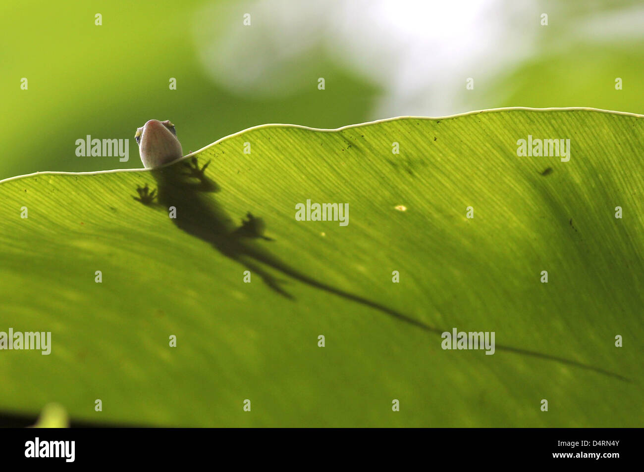 Gecko lizard silhouette on fern leaf Hawaii the Big Island r Stock ...