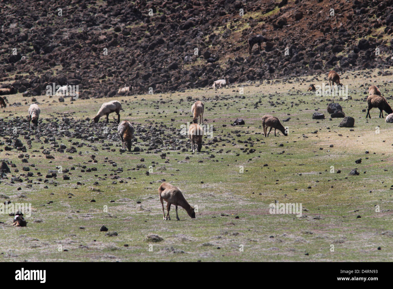 Wild Mountain Goat eating Hawaii the big island mammal herd Stock Photo ...
