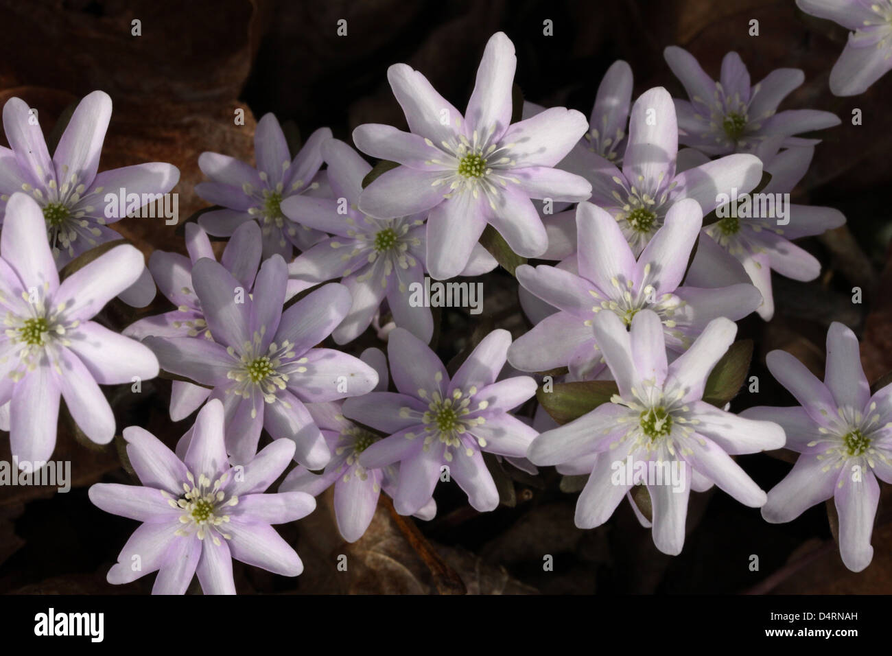 Sharp-Lobed Hepatica flower spring ephemeral Ohio woodland Stock Photo ...