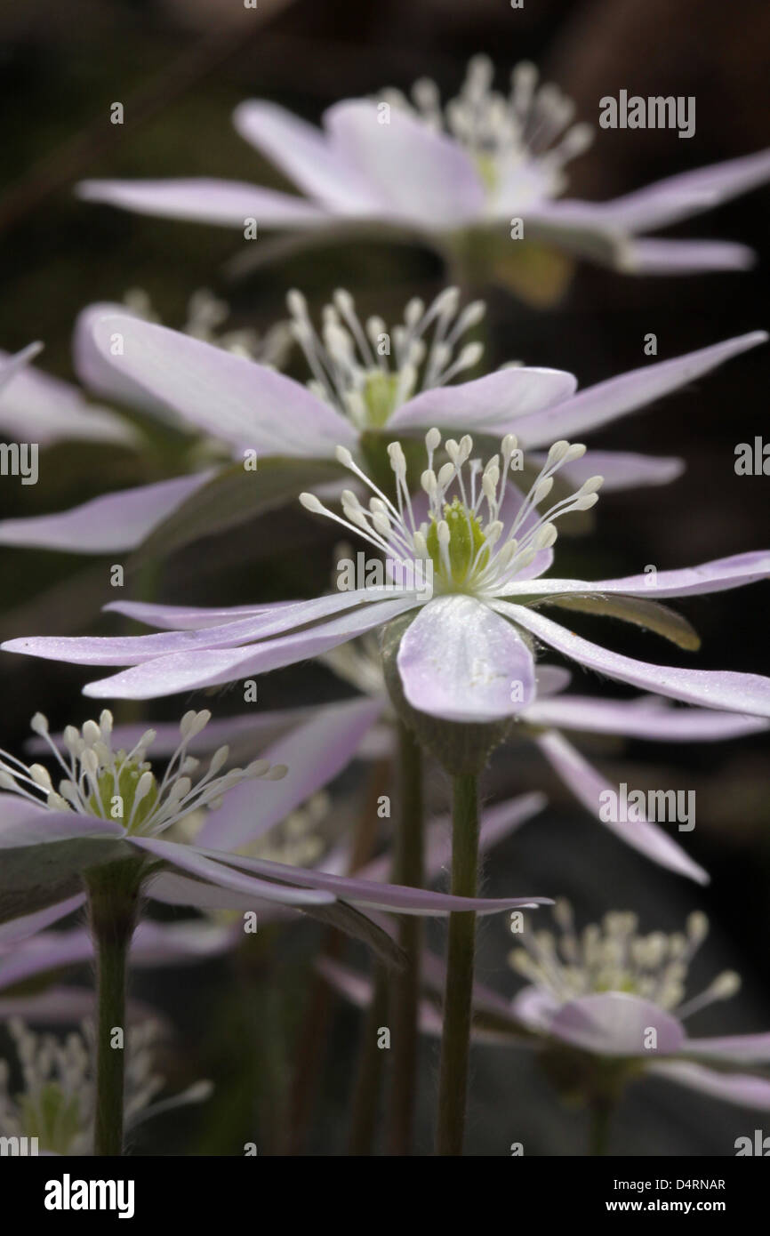 Sharp-Lobed Hepatica flower spring ephemeral Ohio woodland Stock Photo ...