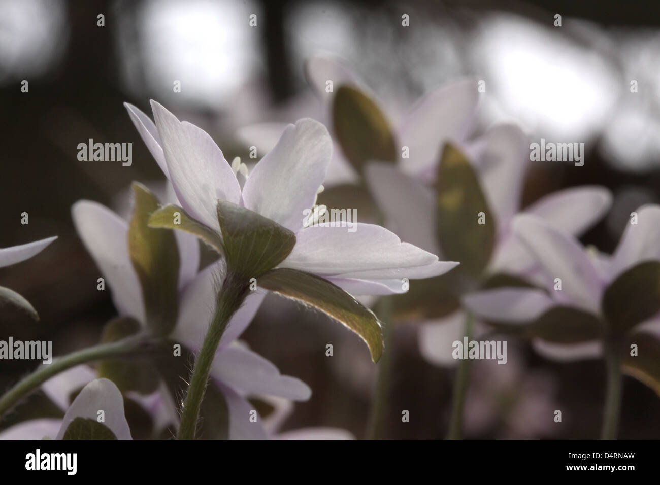 Sharp-Lobed Hepatica flower spring ephemeral Ohio woodland Stock Photo ...