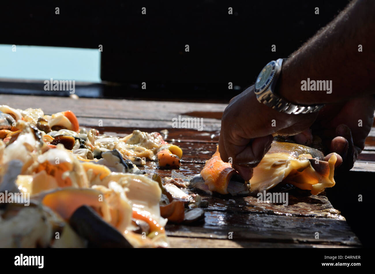 Conch caribbean hi-res stock photography and images - Alamy