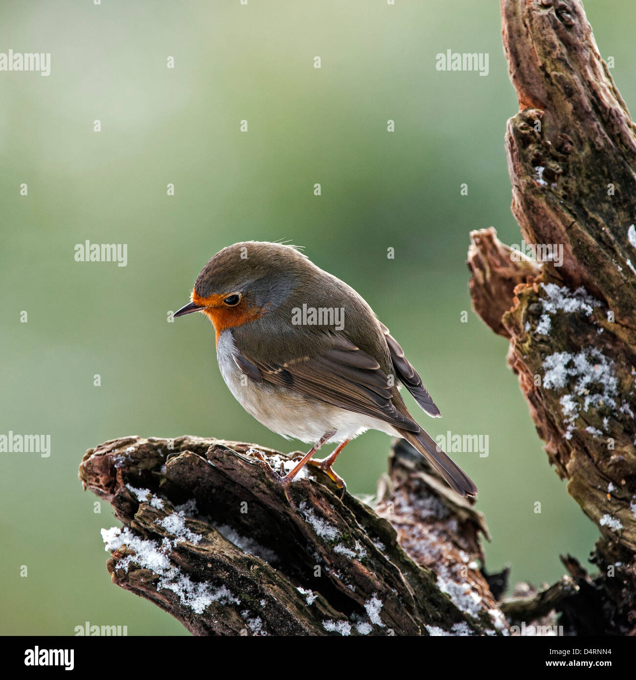 Robin tree hi-res stock photography and images - Alamy